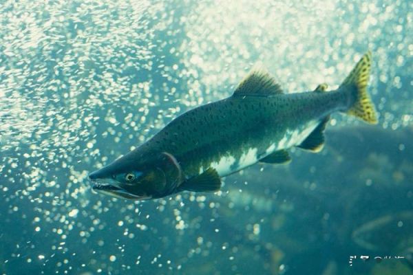 大马哈鱼长什么样子_大马哈鱼外形特征-第3张图片-山城妙识