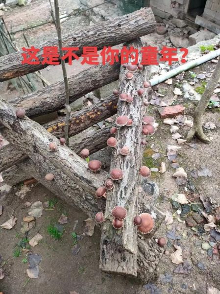 椴木香菇怎么挑选_椴木香菇多少钱一斤-第2张图片-山城妙识 椴木香菇怎么挑选_椴木香菇多少钱一斤-第2张图片-山城妙识