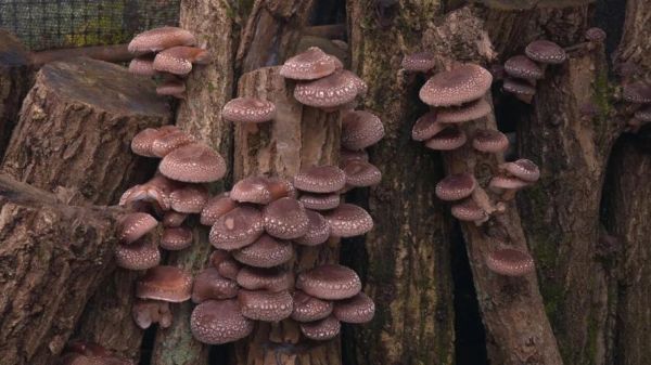 椴木香菇怎么挑选_椴木香菇多少钱一斤-第3张图片-山城妙识 椴木香菇怎么挑选_椴木香菇多少钱一斤-第3张图片-山城妙识