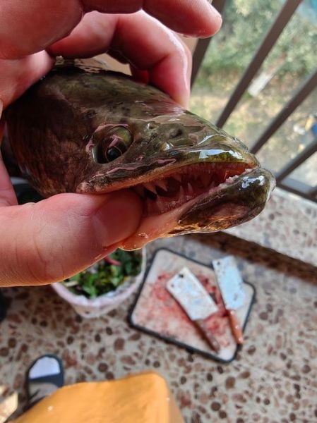 黑鱼图片大全_黑鱼高清图片怎么拍-第1张图片-山城妙识