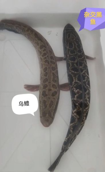 黑鱼图片大全_黑鱼高清图片怎么拍-第2张图片-山城妙识