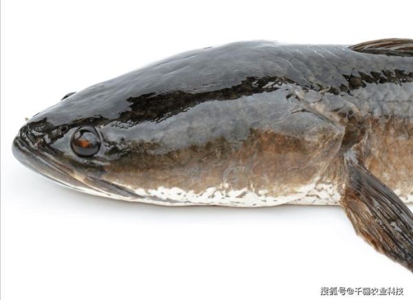 黑鱼图片大全_黑鱼高清图片怎么拍-第3张图片-山城妙识