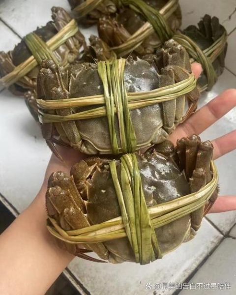 阳澄湖大闸蟹10只价格_怎么挑选正宗-第2张图片-山城妙识