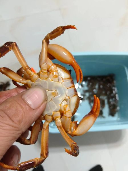 鸡爪梨泡酒的功效与作用_鸡爪梨泡酒怎么泡-第3张图片-山城妙识