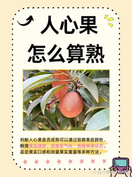 人心果怎么吃_人心果的功效与作用-第1张图片-山城妙识