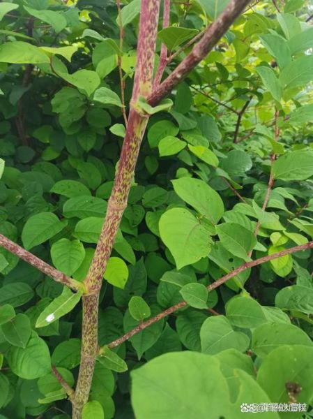 虎杖全草图长什么样_虎杖全草图高清细节解析-第1张图片-山城妙识 虎杖全草图长什么样_虎杖全草图高清细节解析-第1张图片-山城妙识