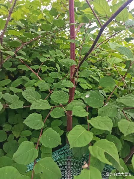 虎杖全草图长什么样_虎杖全草图高清细节解析-第3张图片-山城妙识 虎杖全草图长什么样_虎杖全草图高清细节解析-第3张图片-山城妙识