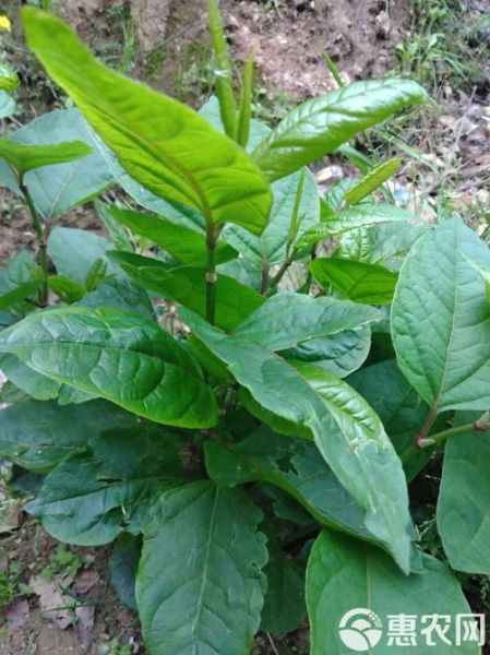 虎杖全草图长什么样_虎杖全草图高清细节解析-第2张图片-山城妙识 虎杖全草图长什么样_虎杖全草图高清细节解析-第2张图片-山城妙识