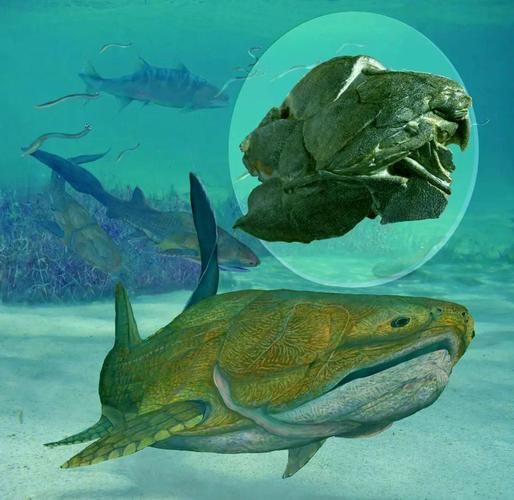 邓氏鱼有多大_邓氏鱼吃什么-第1张图片-山城妙识 邓氏鱼有多大_邓氏鱼吃什么-第1张图片-山城妙识