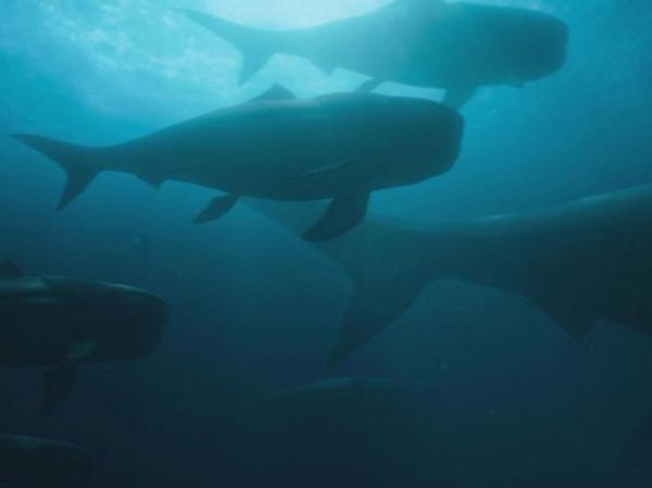 邓氏鱼有多大_邓氏鱼吃什么-第3张图片-山城妙识 邓氏鱼有多大_邓氏鱼吃什么-第3张图片-山城妙识