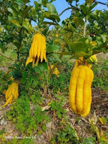 佛手瓜要去皮吗_佛手瓜皮能不能吃-第3张图片-山城妙识