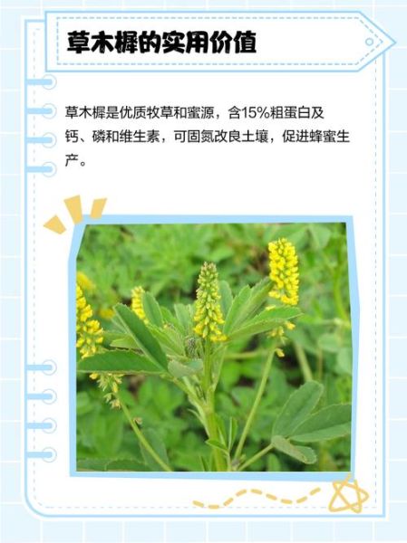 香苜蓿又叫什么_香苜蓿与草木犀区别-第3张图片-山城妙识