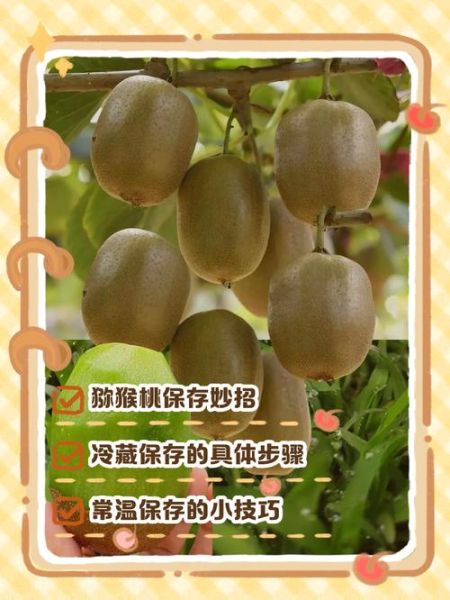 猕猴桃怎么保存_猕猴桃可以放多久-第1张图片-山城妙识