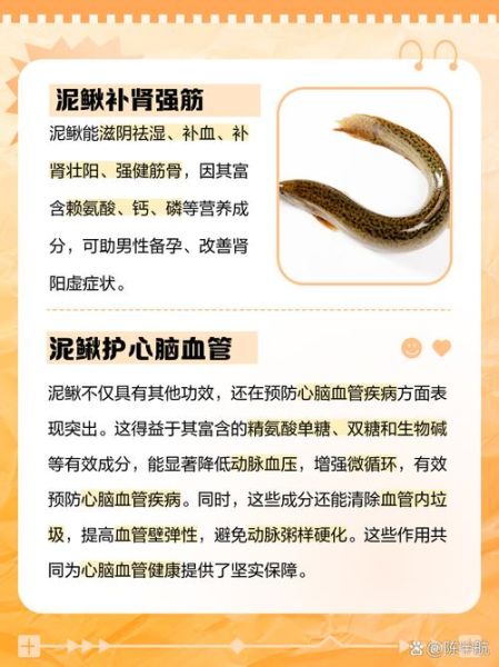 泥鳅和什么搭配最补肾_泥鳅补肾最佳食材组合-第1张图片-山城妙识 泥鳅和什么搭配最补肾_泥鳅补肾最佳食材组合-第1张图片-山城妙识