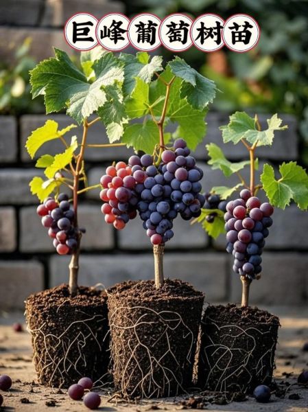 巨峰葡萄热量高吗_巨峰葡萄减肥能吃吗-第3张图片-山城妙识 巨峰葡萄热量高吗_巨峰葡萄减肥能吃吗-第3张图片-山城妙识