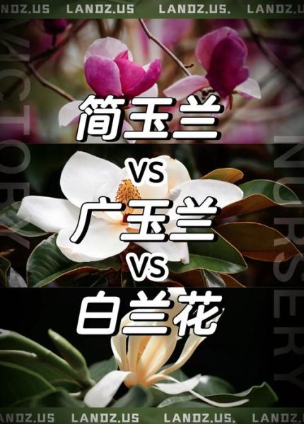 白玉兰什么时候开花_白玉兰和广玉兰的区别-第1张图片-山城妙识 白玉兰什么时候开花_白玉兰和广玉兰的区别-第1张图片-山城妙识