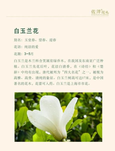 白玉兰什么时候开花_白玉兰和广玉兰的区别-第2张图片-山城妙识 白玉兰什么时候开花_白玉兰和广玉兰的区别-第2张图片-山城妙识