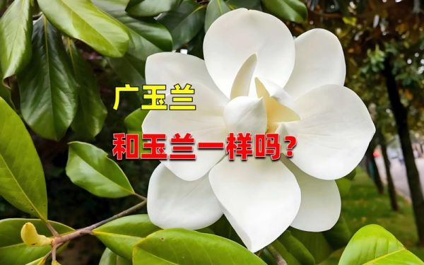 白玉兰什么时候开花_白玉兰和广玉兰的区别-第3张图片-山城妙识 白玉兰什么时候开花_白玉兰和广玉兰的区别-第3张图片-山城妙识