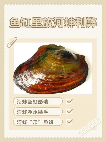 家里养河蚌会倒霉吗_风水禁忌真相-第1张图片-山城妙识 家里养河蚌会倒霉吗_风水禁忌真相-第1张图片-山城妙识