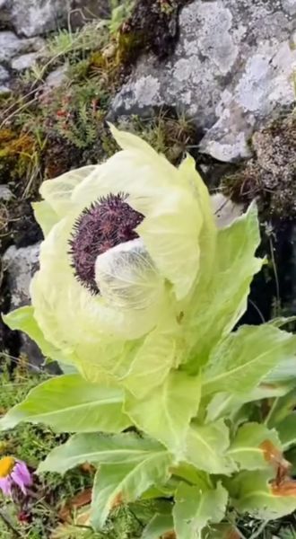 天山雪莲多少钱一朵_正宗雪莲价格区间-第3张图片-山城妙识 天山雪莲多少钱一朵_正宗雪莲价格区间-第3张图片-山城妙识