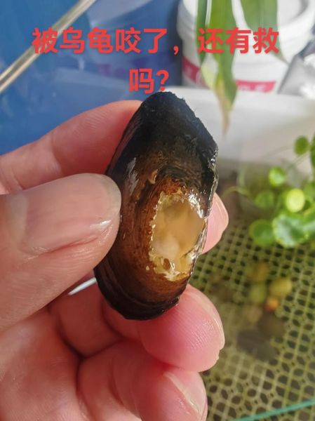 家里养河蚌会倒霉吗_风水禁忌真相-第2张图片-山城妙识 家里养河蚌会倒霉吗_风水禁忌真相-第2张图片-山城妙识