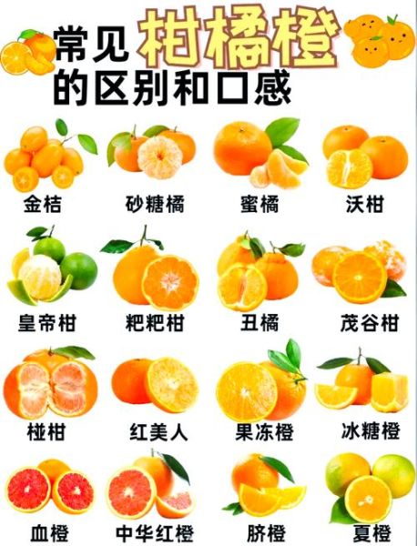 最好吃的橙子排名_哪种橙子最甜-第2张图片-山城妙识