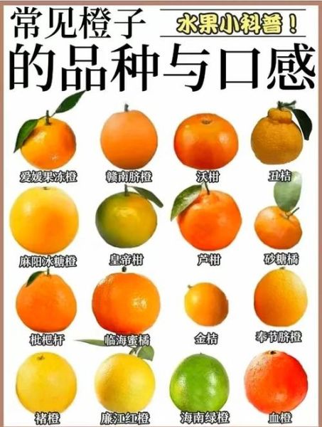 最好吃的橙子排名_哪种橙子最甜-第1张图片-山城妙识