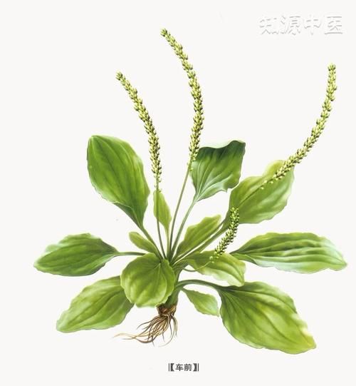 车前子泡水喝的功效_车前子泡水一天喝几次-第3张图片-山城妙识