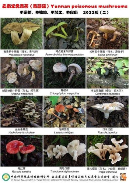 野生菌类大全名称及图片_如何辨别可食用与有毒品种-第1张图片-山城妙识