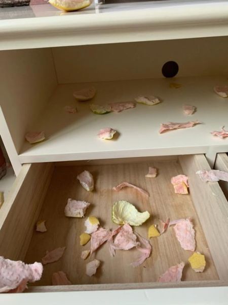 柚子皮可以去除甲醛吗_柚子皮除甲醛是真的吗-第1张图片-山城妙识 柚子皮可以去除甲醛吗_柚子皮除甲醛是真的吗-第1张图片-山城妙识