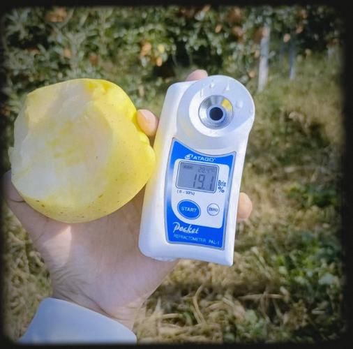 苹果糖度无损检测原理_如何挑选高甜度苹果-第1张图片-山城妙识