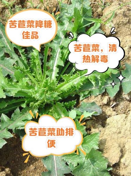 苦苣菜的功效与作用_苦苣菜怎么吃最养肝-第2张图片-山城妙识