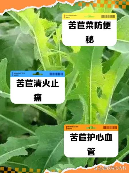 苦苣菜的功效与作用_苦苣菜怎么吃最养肝-第1张图片-山城妙识