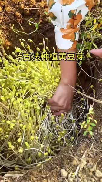 黄豆芽怎么发芽_家庭无土培育步骤-第2张图片-山城妙识 黄豆芽怎么发芽_家庭无土培育步骤-第2张图片-山城妙识