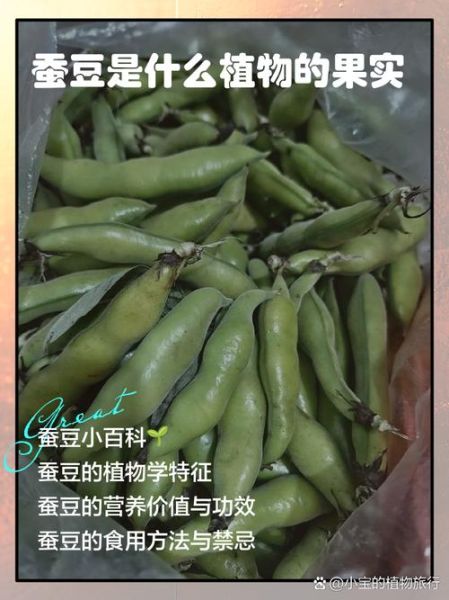 蚕豆病不能吃什么水果_蚕豆病禁忌水果有哪些-第3张图片-山城妙识 蚕豆病不能吃什么水果_蚕豆病禁忌水果有哪些-第3张图片-山城妙识