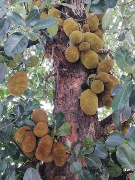 菠萝菠萝蜜视频5怎么下载_菠萝菠萝蜜视频5安全吗-第2张图片-山城妙识