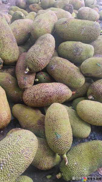 菠萝菠萝蜜视频5怎么下载_菠萝菠萝蜜视频5安全吗-第3张图片-山城妙识