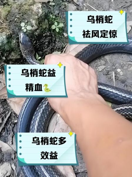 蛇肉的功效与作用_蛇肉哪些人不能吃-第1张图片-山城妙识 蛇肉的功效与作用_蛇肉哪些人不能吃-第1张图片-山城妙识