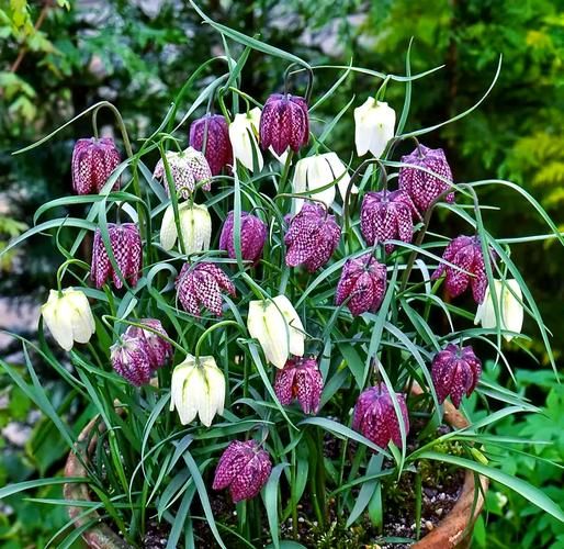 贝母花图片长什么样_如何辨别真假贝母花-第1张图片-山城妙识 贝母花图片长什么样_如何辨别真假贝母花-第1张图片-山城妙识