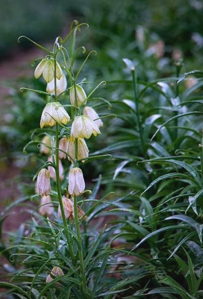 贝母花图片长什么样_如何辨别真假贝母花-第3张图片-山城妙识 贝母花图片长什么样_如何辨别真假贝母花-第3张图片-山城妙识