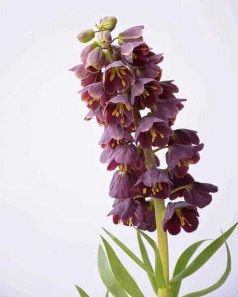 贝母花图片长什么样_如何辨别真假贝母花-第2张图片-山城妙识 贝母花图片长什么样_如何辨别真假贝母花-第2张图片-山城妙识