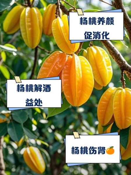 吃杨桃的好处和禁忌_杨桃不能和什么一起吃-第1张图片-山城妙识