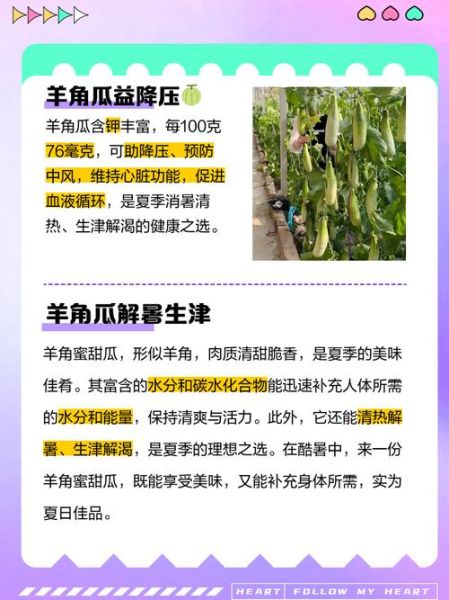 角瓜的营养价值及功效_角瓜怎么吃最营养-第3张图片-山城妙识