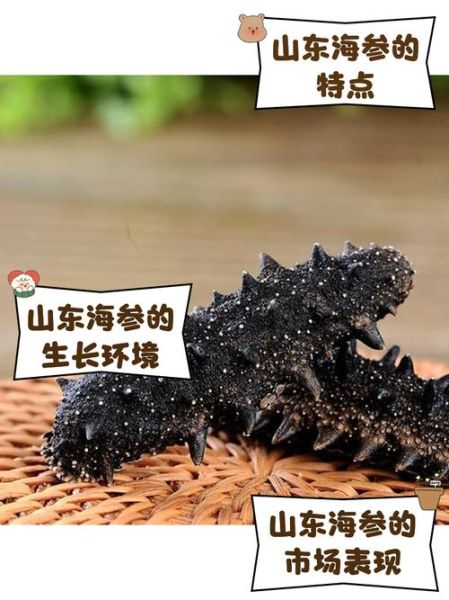 山东海参品牌十大排名榜_如何挑选正宗威海刺参-第1张图片-山城妙识