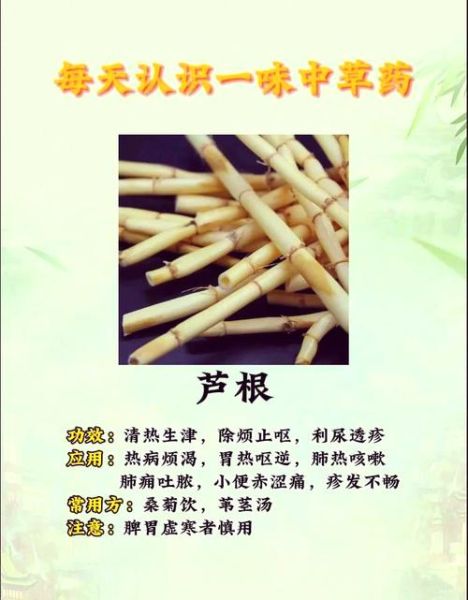 芦根的功效与作用是什么_芦根泡水喝的禁忌-第1张图片-山城妙识