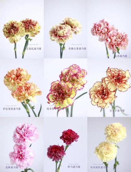 康乃馨花语图片大全_康乃馨不同颜色代表什么-第1张图片-山城妙识