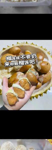 榴莲核能吃吗_榴莲核怎么吃最好-第3张图片-山城妙识 榴莲核能吃吗_榴莲核怎么吃最好-第3张图片-山城妙识