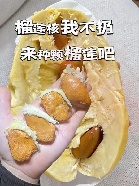 榴莲核能吃吗_榴莲核怎么吃最好-第1张图片-山城妙识 榴莲核能吃吗_榴莲核怎么吃最好-第1张图片-山城妙识