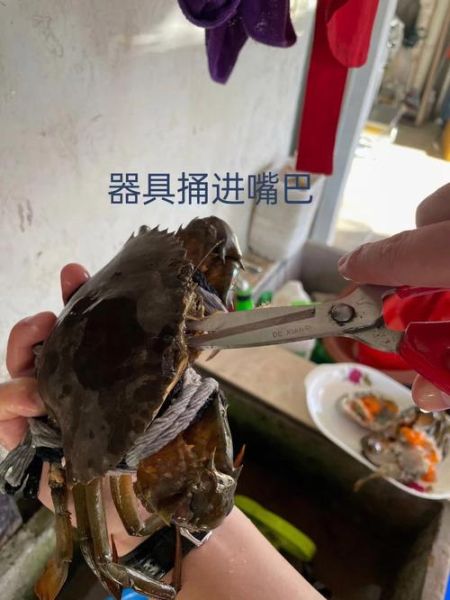 螃蟹怎么杀_螃蟹处理步骤视频-第1张图片-山城妙识 螃蟹怎么杀_螃蟹处理步骤视频-第1张图片-山城妙识