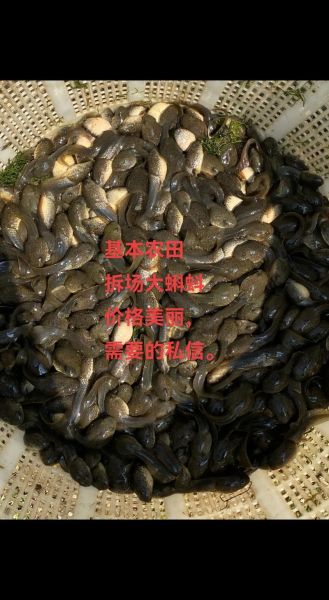 牛蛙养殖成本多少钱一斤_牛蛙养殖成本利润分析-第2张图片-山城妙识 牛蛙养殖成本多少钱一斤_牛蛙养殖成本利润分析-第2张图片-山城妙识